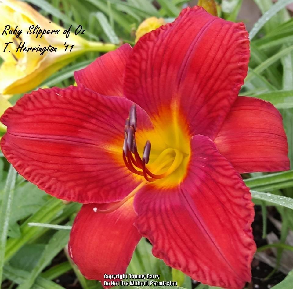 Daylily (Hemerocallis 'Ruby Slippers of Oz') in the Daylilies Database ...