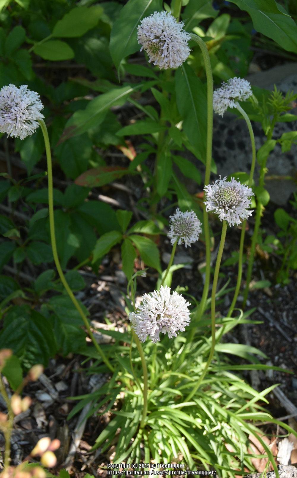 Barbara's Buttons (Marshallia caespitosa) - Garden.org