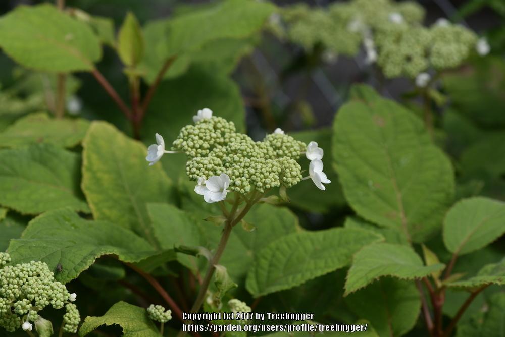 Hydrangea (Hydrangea longipes) in the Hydrangeas Database - Garden.org