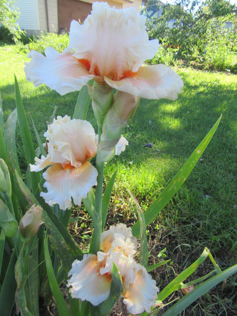 Photo of the entire plant of Tall Bearded Iris (Iris 'All My Dreams ...
