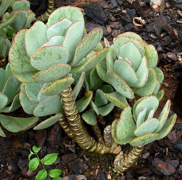 Mhanga (Cotyledon barbeyi) - Garden.org