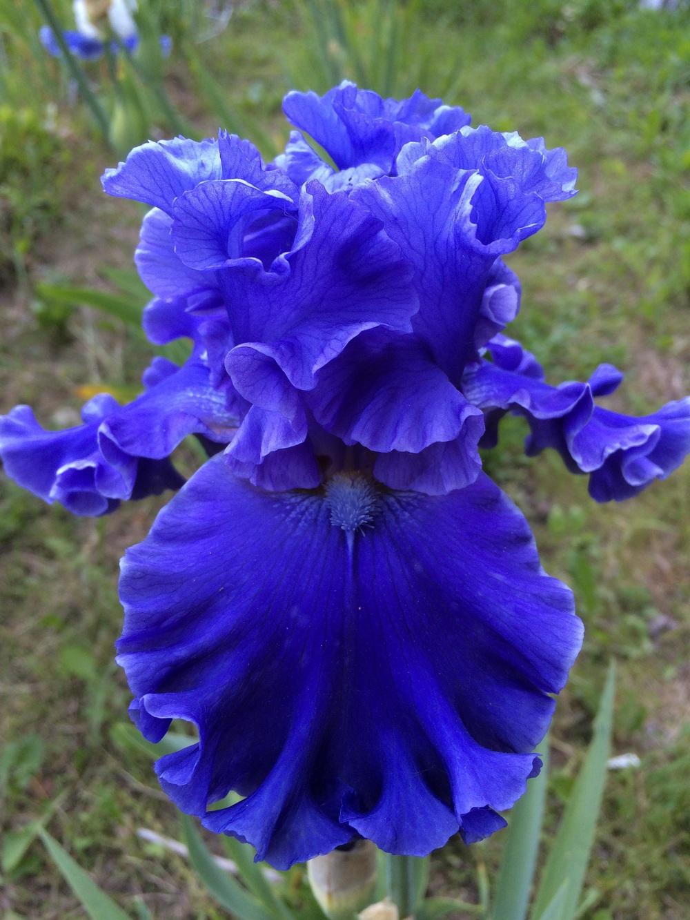 Photo of the bloom of Tall Bearded Iris (Iris 'Sea Power') posted by ...