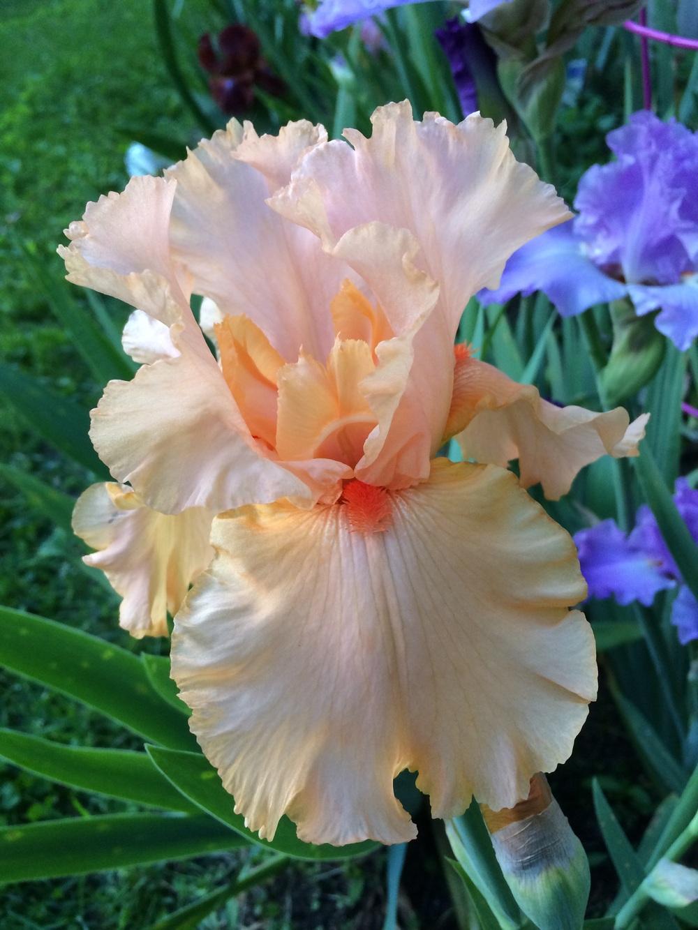 Photo of the bloom of Tall Bearded Iris (Iris 'Forbidden Fruit') posted ...