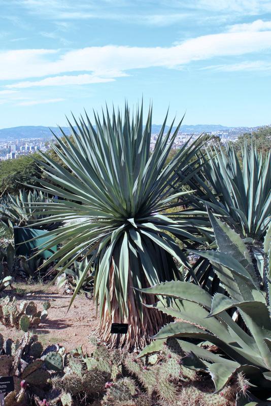 Furcraea (Furcraea parmentieri) - Garden.org