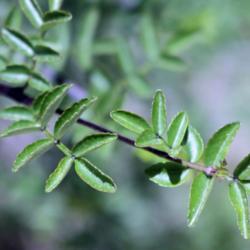 Fraxinus dimorpha - Garden.org