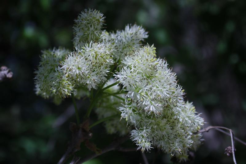 Flowering Ash (Fraxinus ornus) - Garden.org