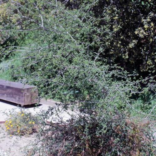 Fraxinus dimorpha - Garden.org