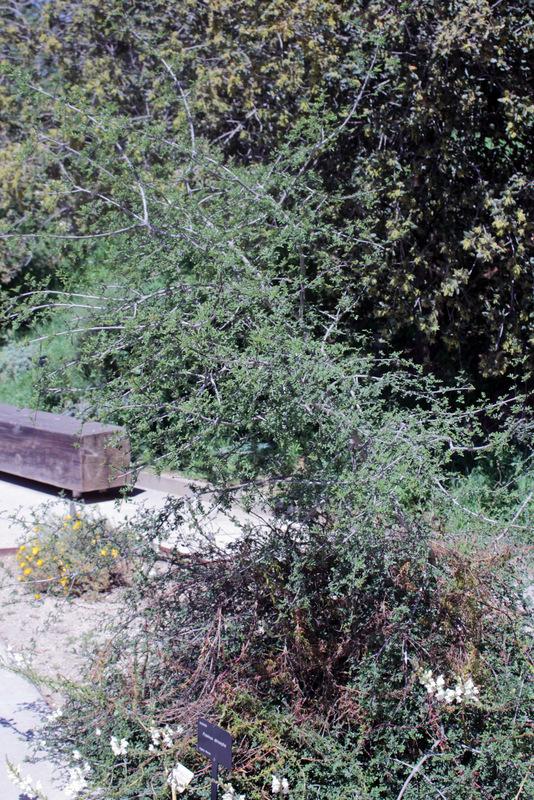 Fraxinus dimorpha - Garden.org