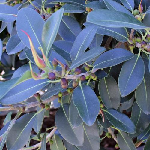 Port Jackson Fig (Ficus rubiginosa) - Garden.org