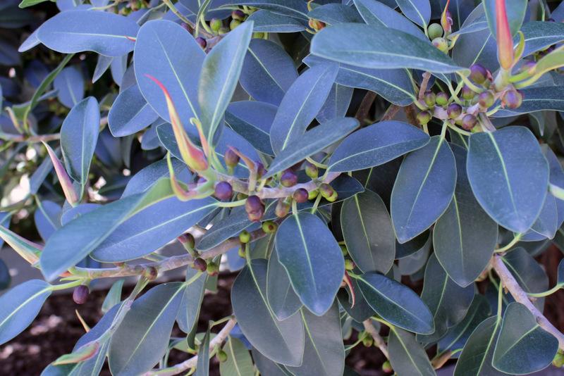 Port Jackson Fig (Ficus rubiginosa) - Garden.org