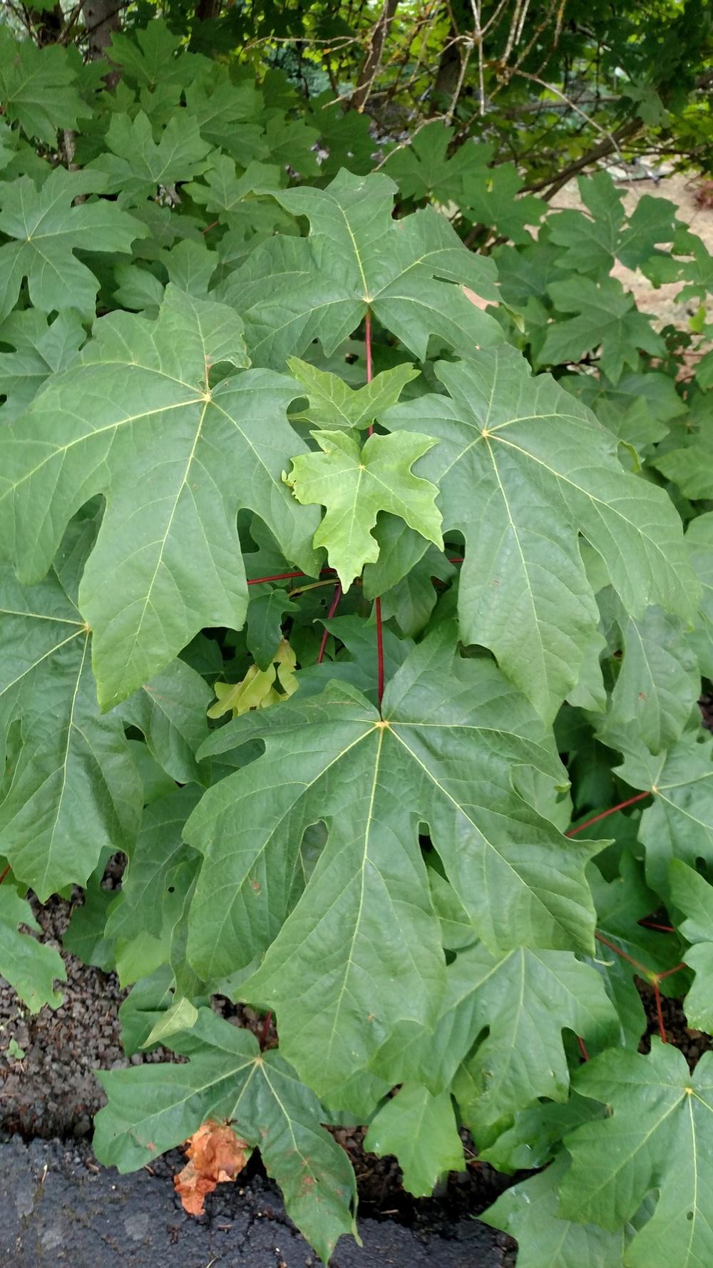 Bigleaf Maple (Acer macrophyllum 'Mocha Rose') - Garden.org
