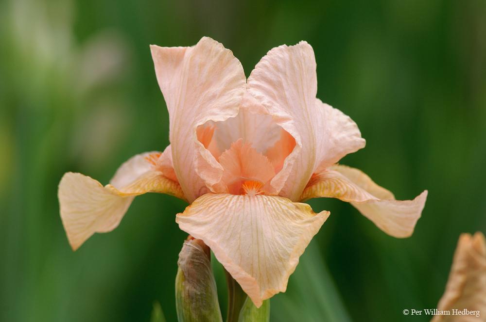 Intermediate Bearded Iris (Iris 'Ask Alma') in the Irises Database ...