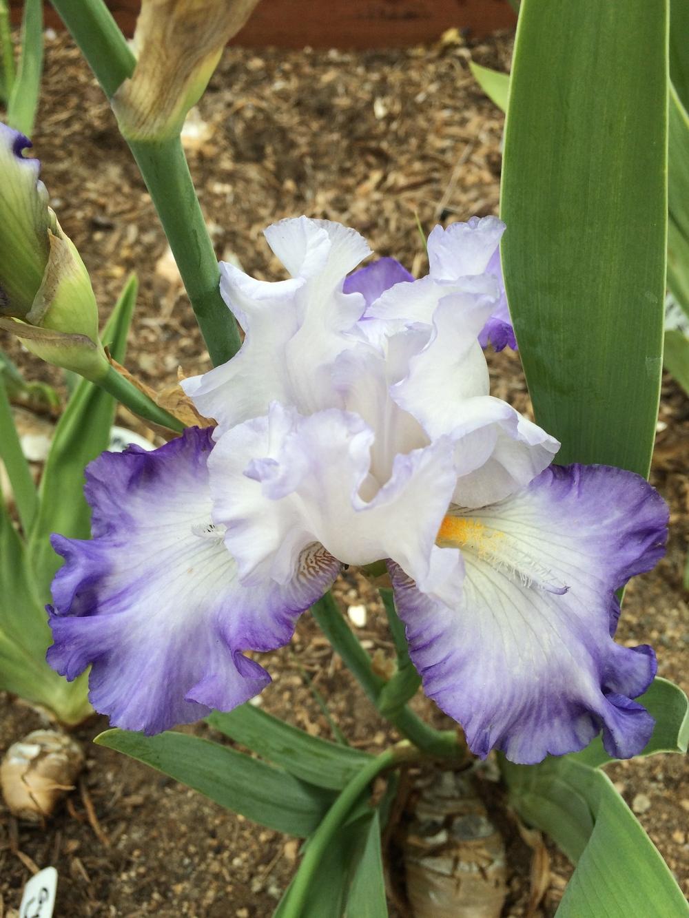 Tall Bearded Iris (Iris 'Inga Ruth') in the Irises Database - Garden.org
