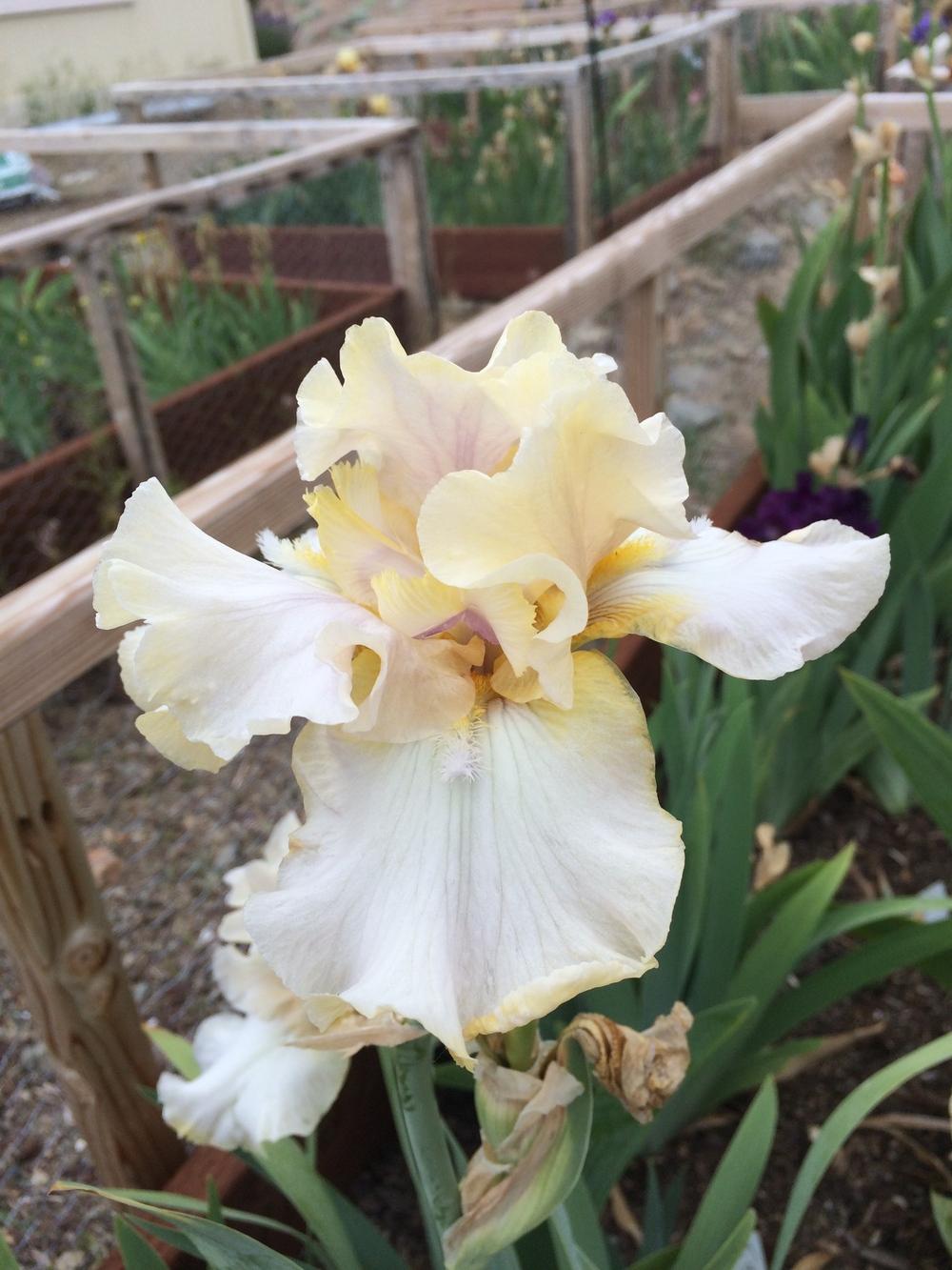 Tall Bearded Iris (Iris 'Cross Examined') in the Irises Database ...