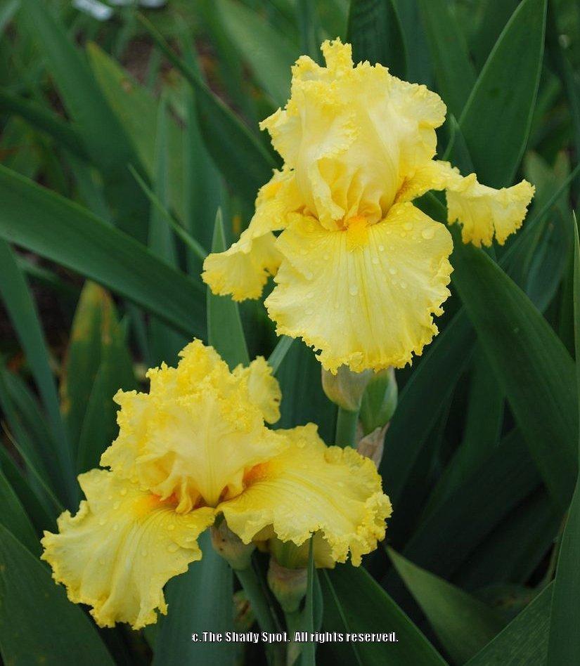 Photo of the bloom of Tall Bearded Iris (Iris 'Lacy Lemon') posted by ...