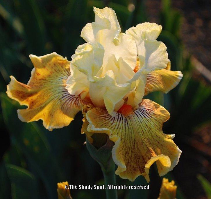 Photo of the bloom of Tall Bearded Iris (Iris 'Honey Fruit Cocktail ...