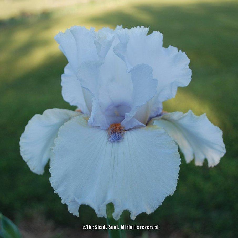 Tall Bearded Iris (Iris 'Hazelnut Delight') in the Irises Database ...