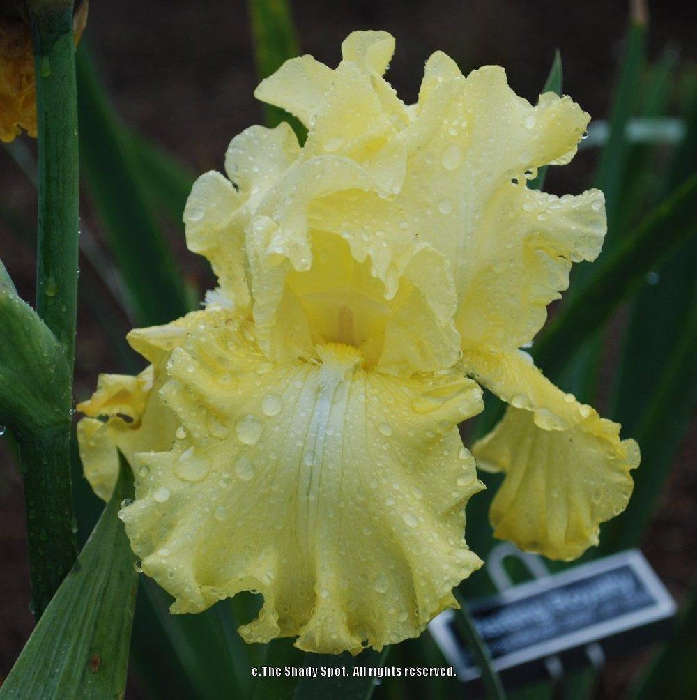 Tall Bearded Iris (Iris 'Lemon Ripple') in the Irises Database - Garden.org