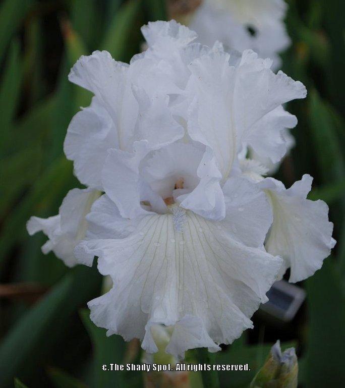 Photo of the bloom of Tall Bearded Iris (Iris 'Forever Blowing Bubbles') posted by lovemyhouse ...
