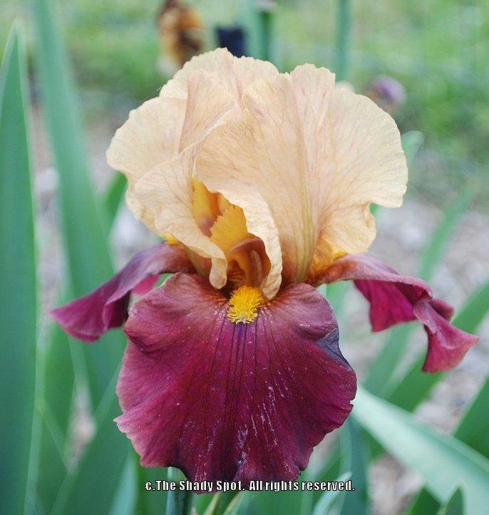 Tall Bearded Iris (Iris 'Jungle Princess') in the Irises Database - Garden.org