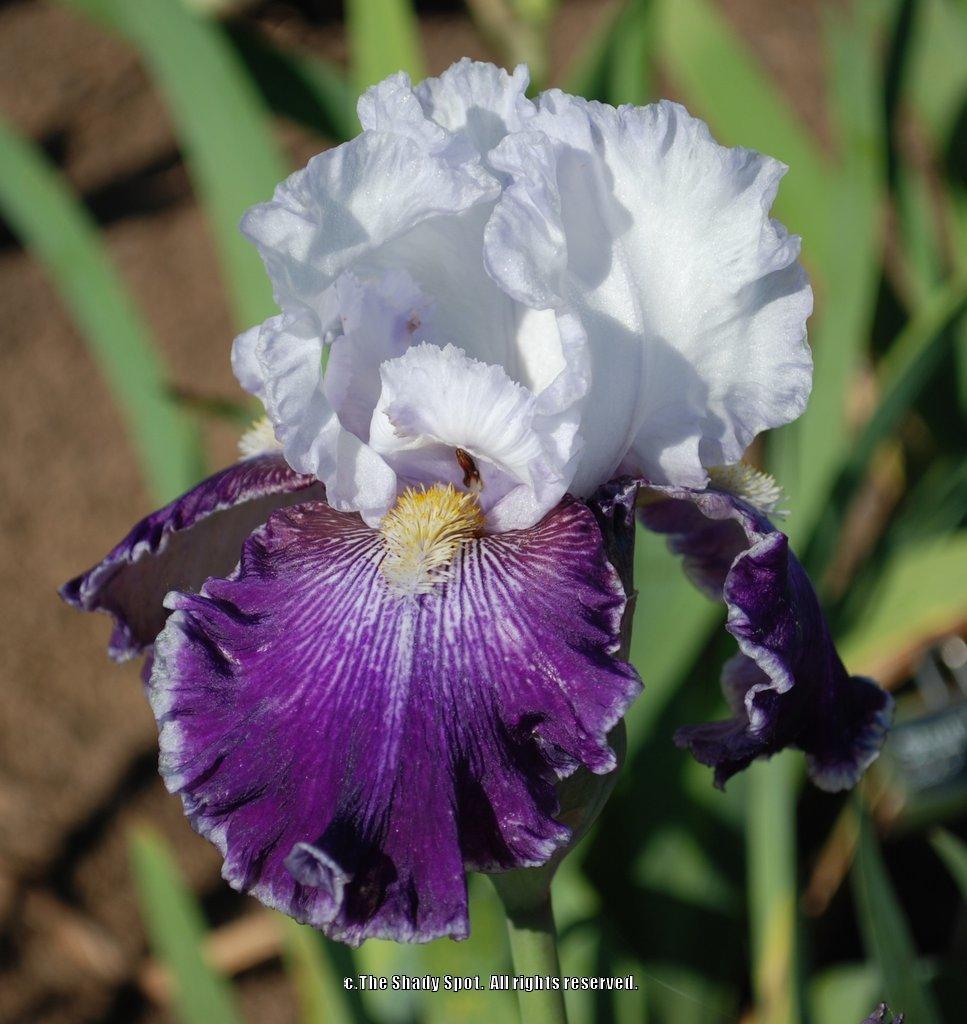Photo of the bloom of Tall Bearded Iris (Iris 'Laughing Clown') posted ...