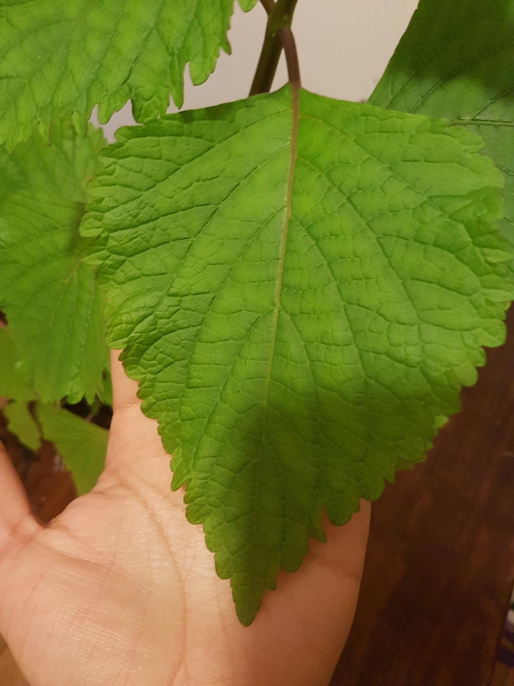 Help with ID in the Plant ID forum - Garden.org