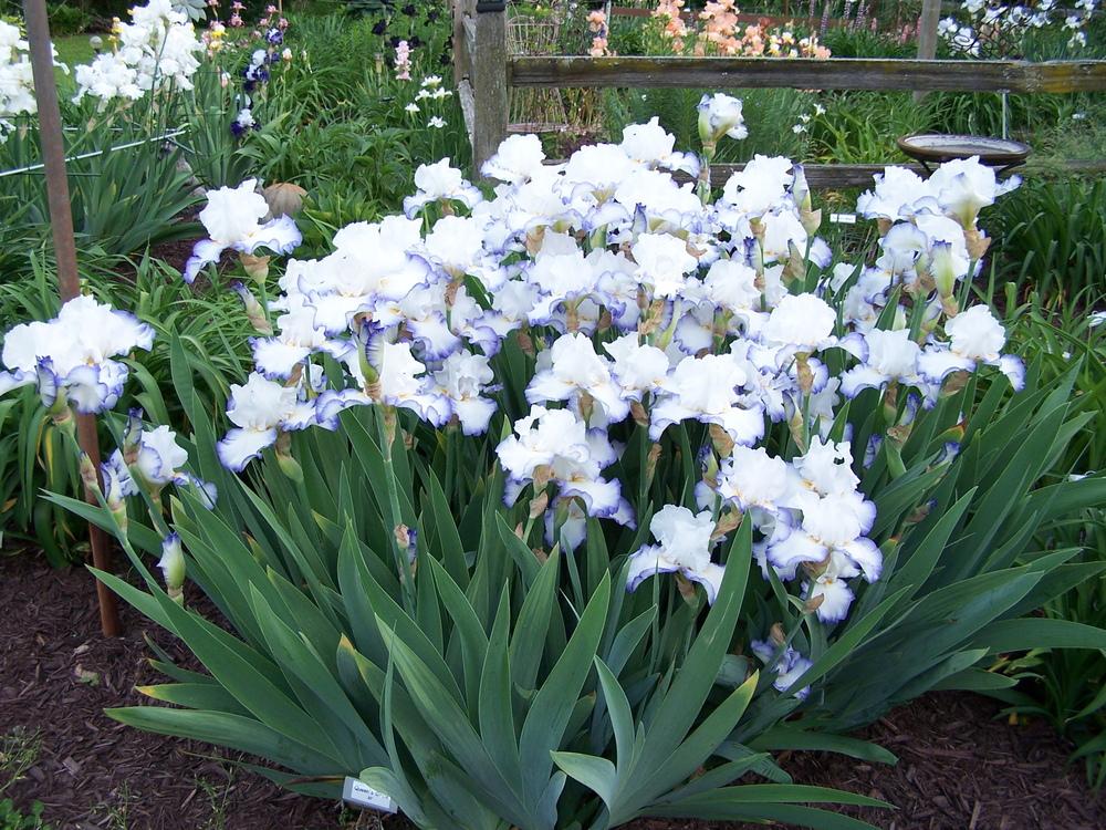 Photo of the entire plant of Tall Bearded Iris (Iris 'Queen's Circle ...