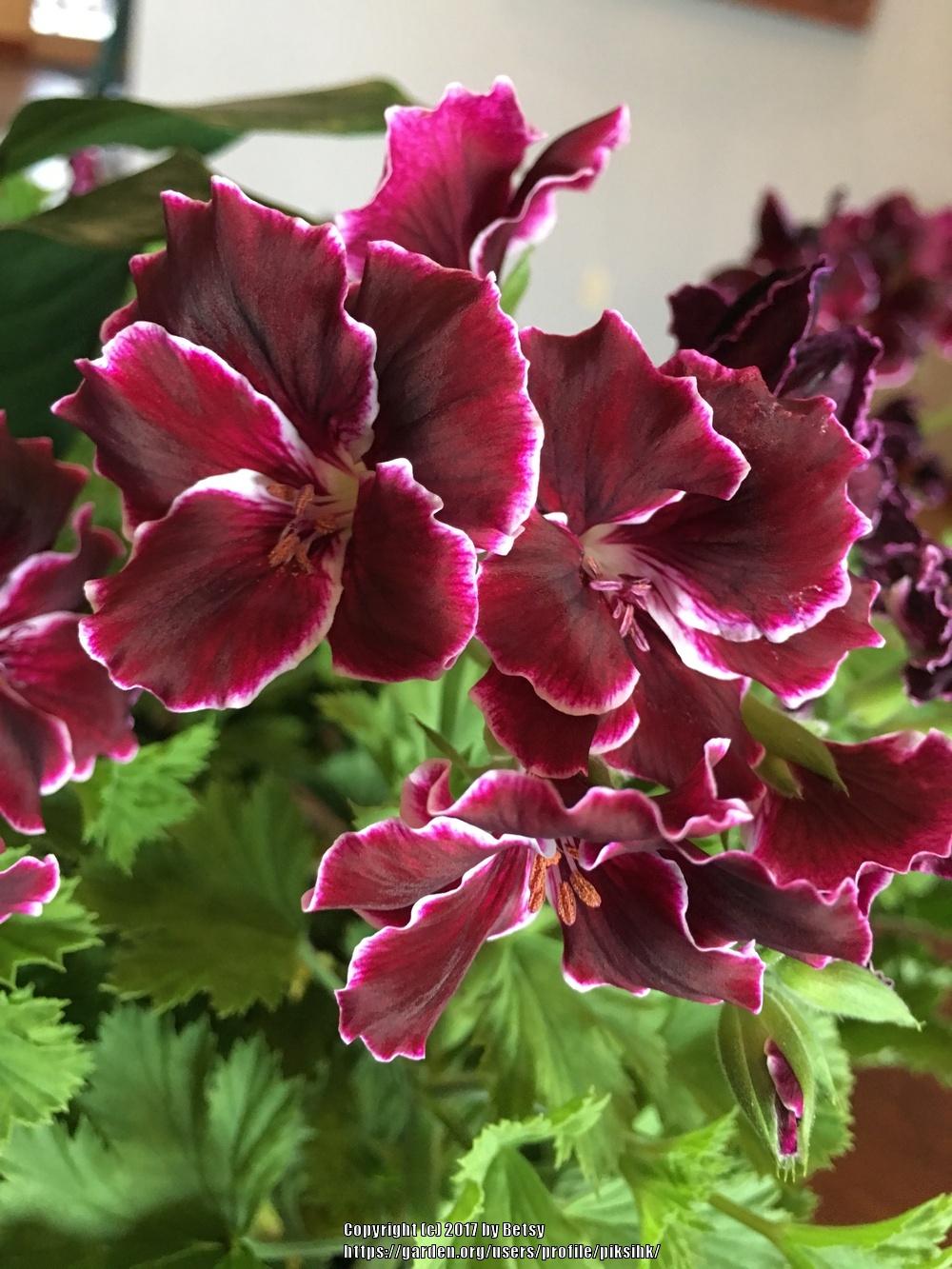 Regal Geranium (Pelargonium Aristo® Black Beauty) in the Pelargoniums ...