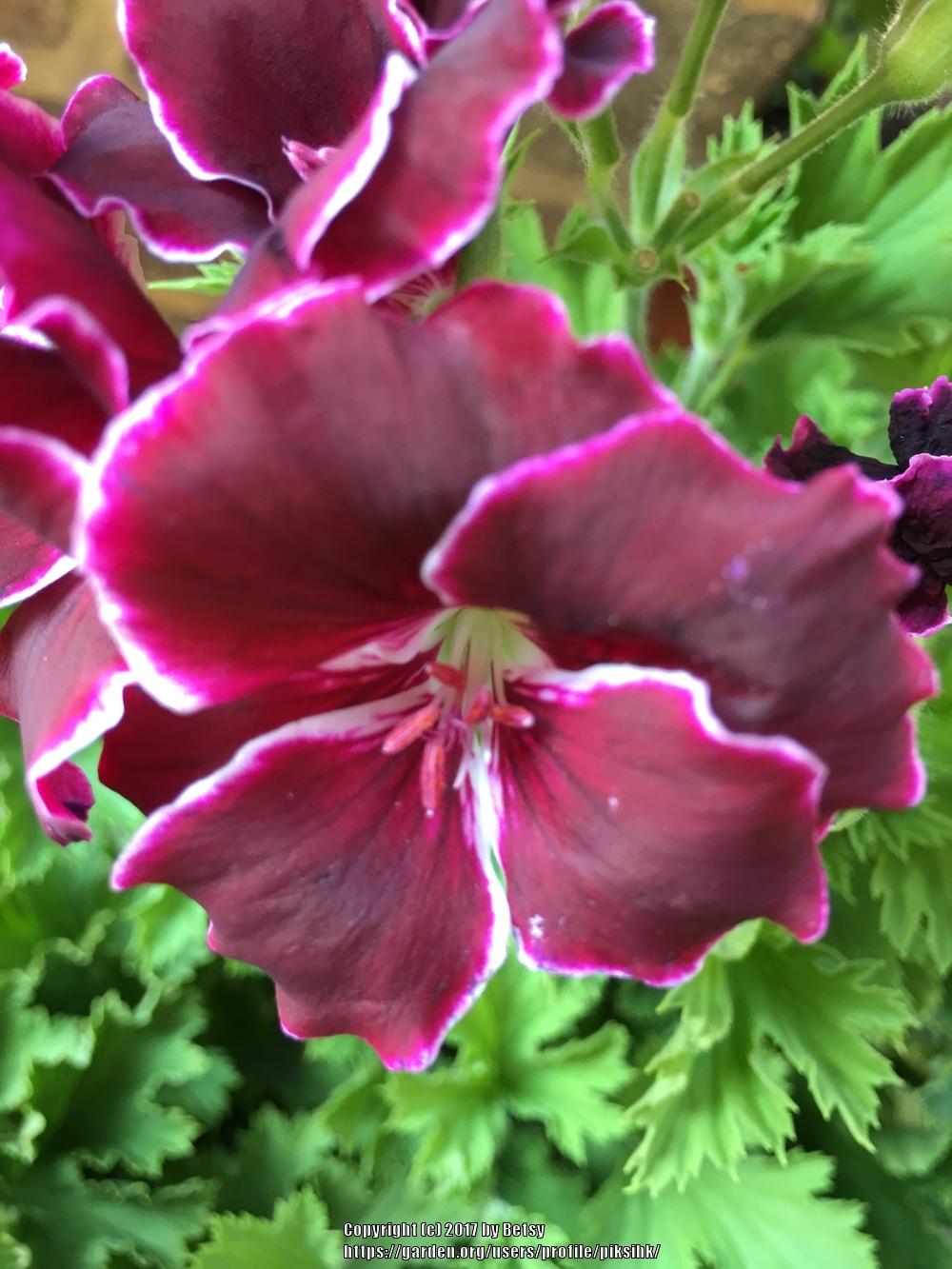 Photo of the stamens, filaments and pistils of Regal Geranium ...