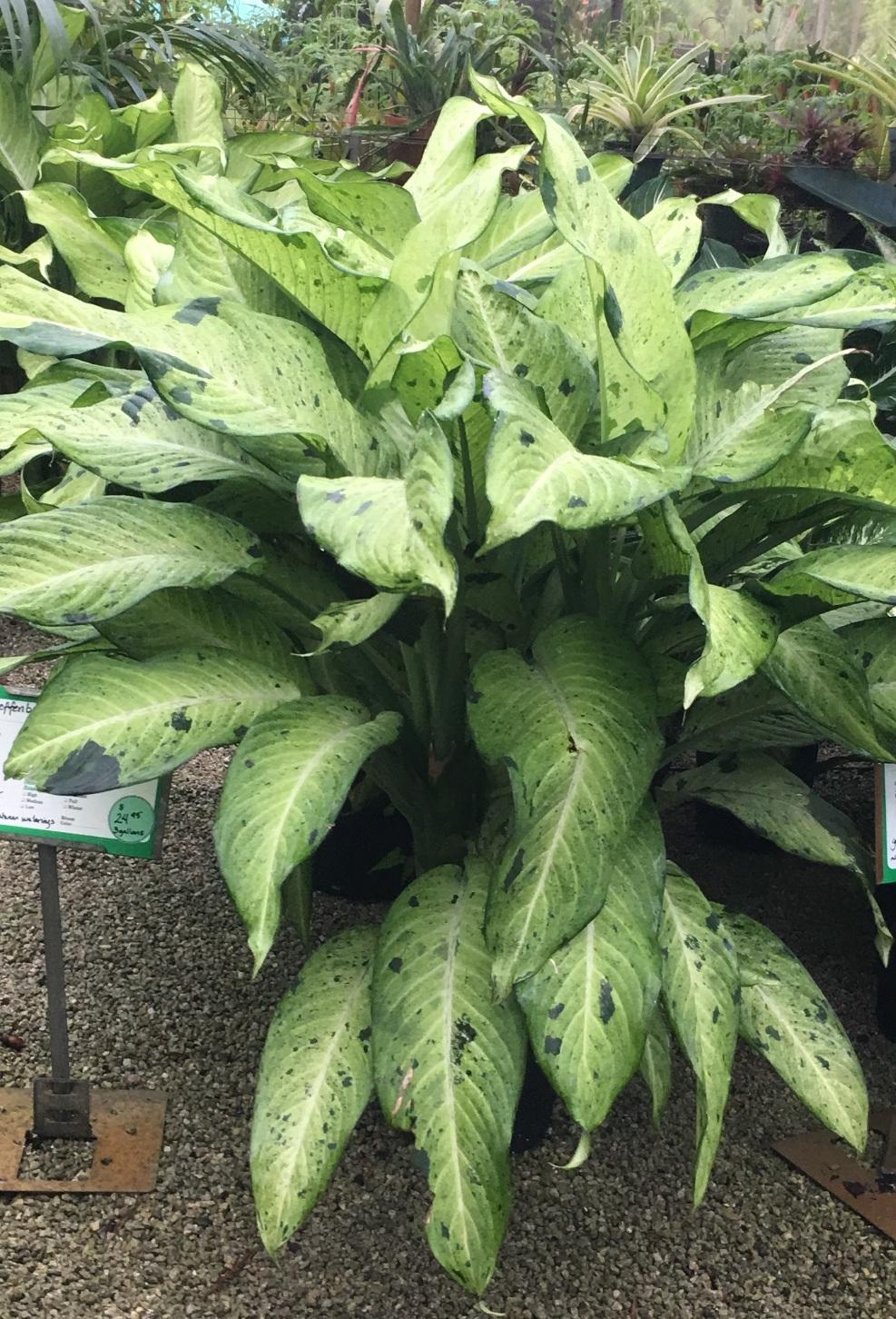 Dieffenbachias: Plant Care and Collection of Varieties - Garden.org