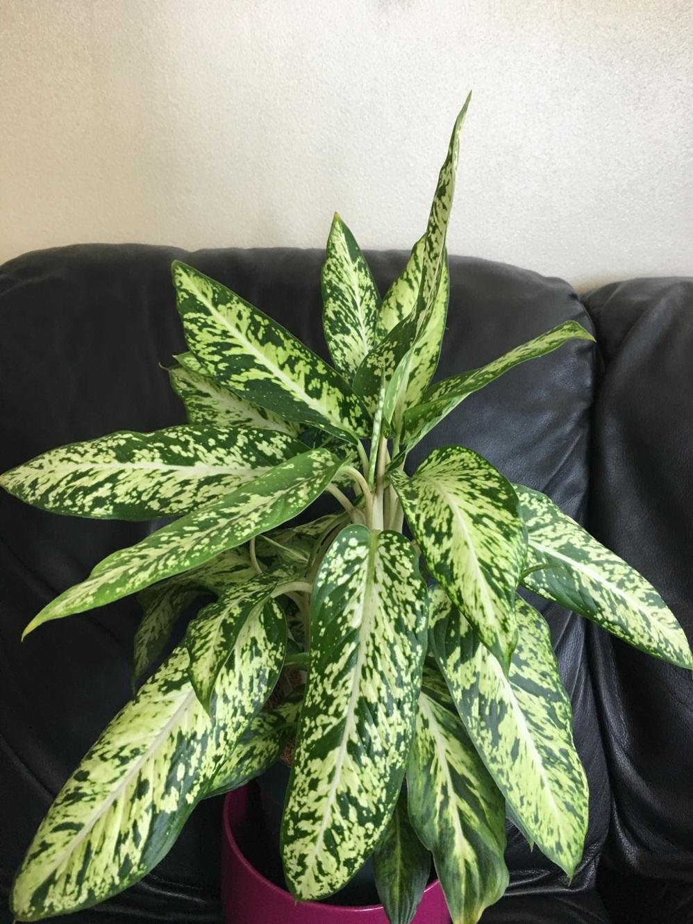 Dieffenbachias: Plant Care and Collection of Varieties - Garden.org