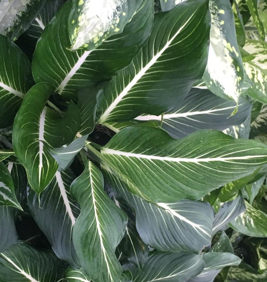 Dieffenbachias: Plant Care and Collection of Varieties - Garden.org