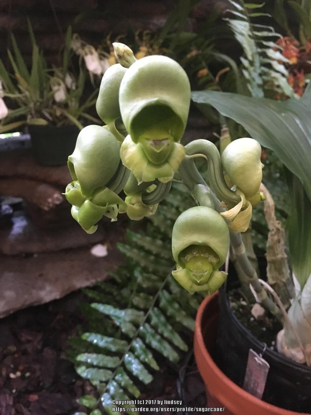 Orchid (Catasetum expansum 'Jumbo') - Garden.org