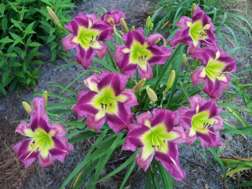 Daylilies: Plant Care and Collection of Varieties - Garden.org