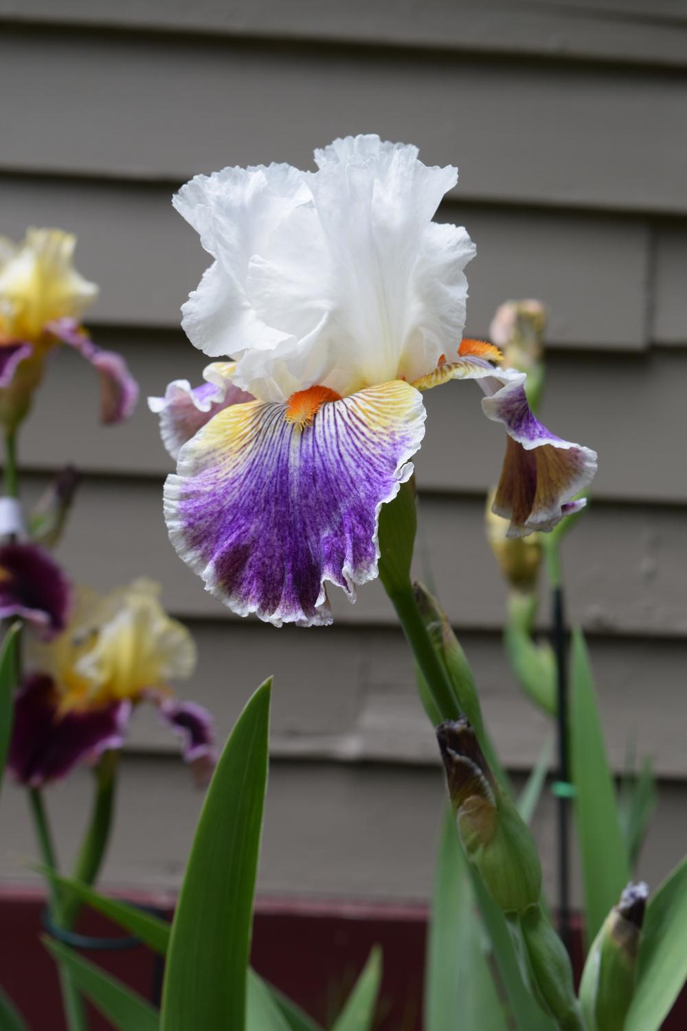 My Enchanted Garden in the Irises forum - Garden.org