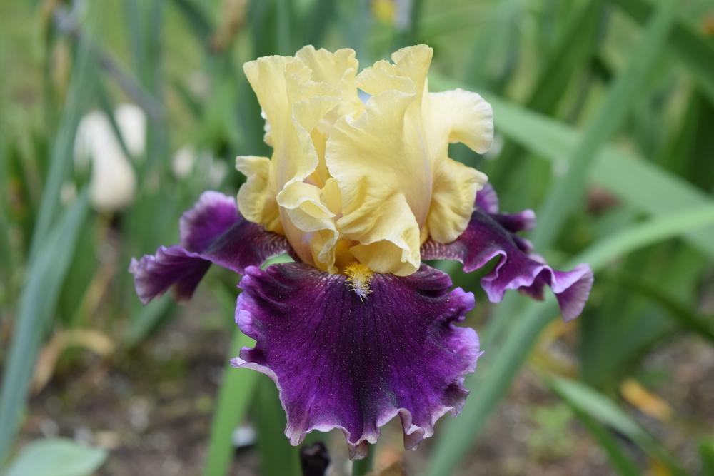 Tall Bearded Iris (Iris 'Football Hero') in the Irises Database ...