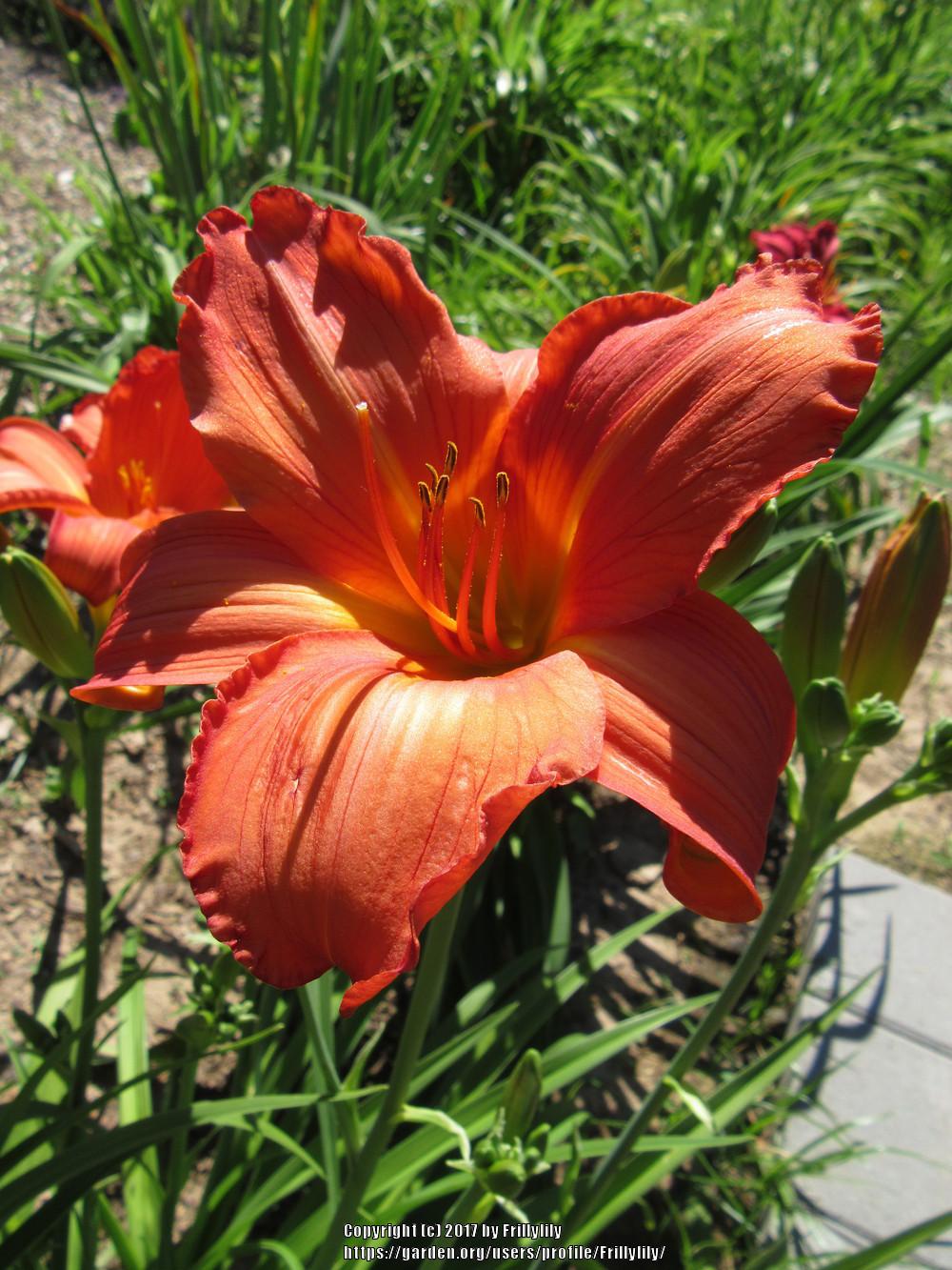 Rare Beauty in the Daylilies forum - Garden.org