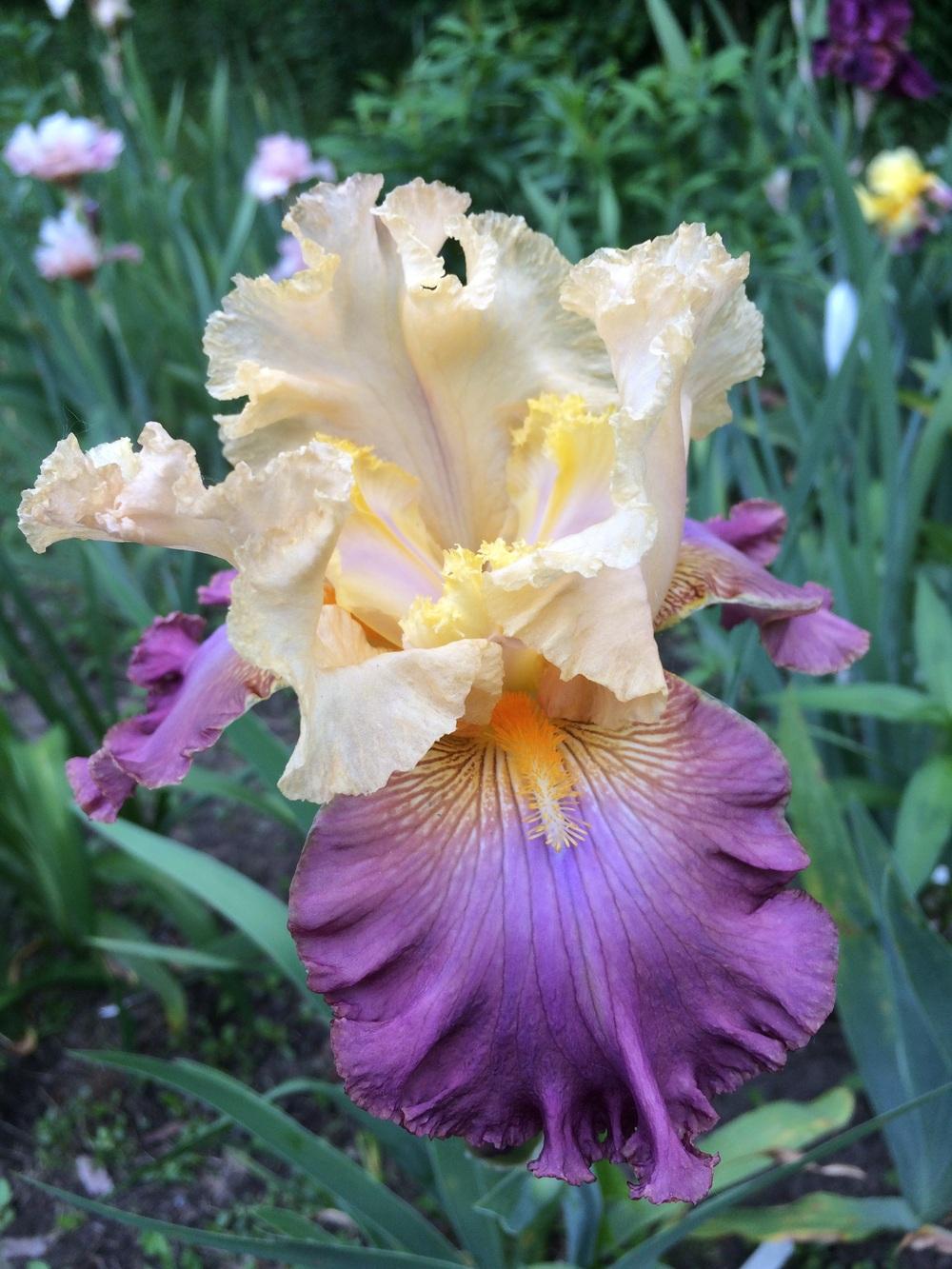 Tall Bearded Iris (Iris 'Drama Rama') in the Irises Database - Garden.org