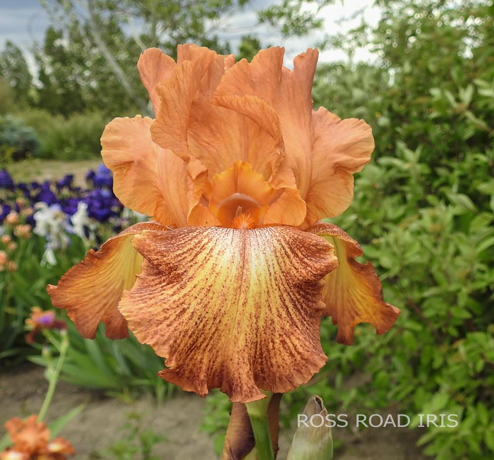 Tall Bearded Iris (Iris 'Bronze Fawn') in the Irises Database - Garden.org