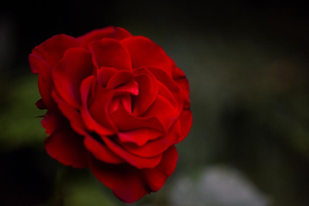 Rose (Rosa 'High Flier') in the Roses Database - Garden.org