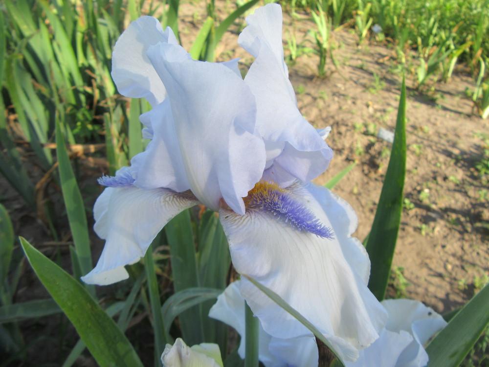Tall Bearded Iris (Iris 'Solomon's Seal') in the Irises Database - Garden.org