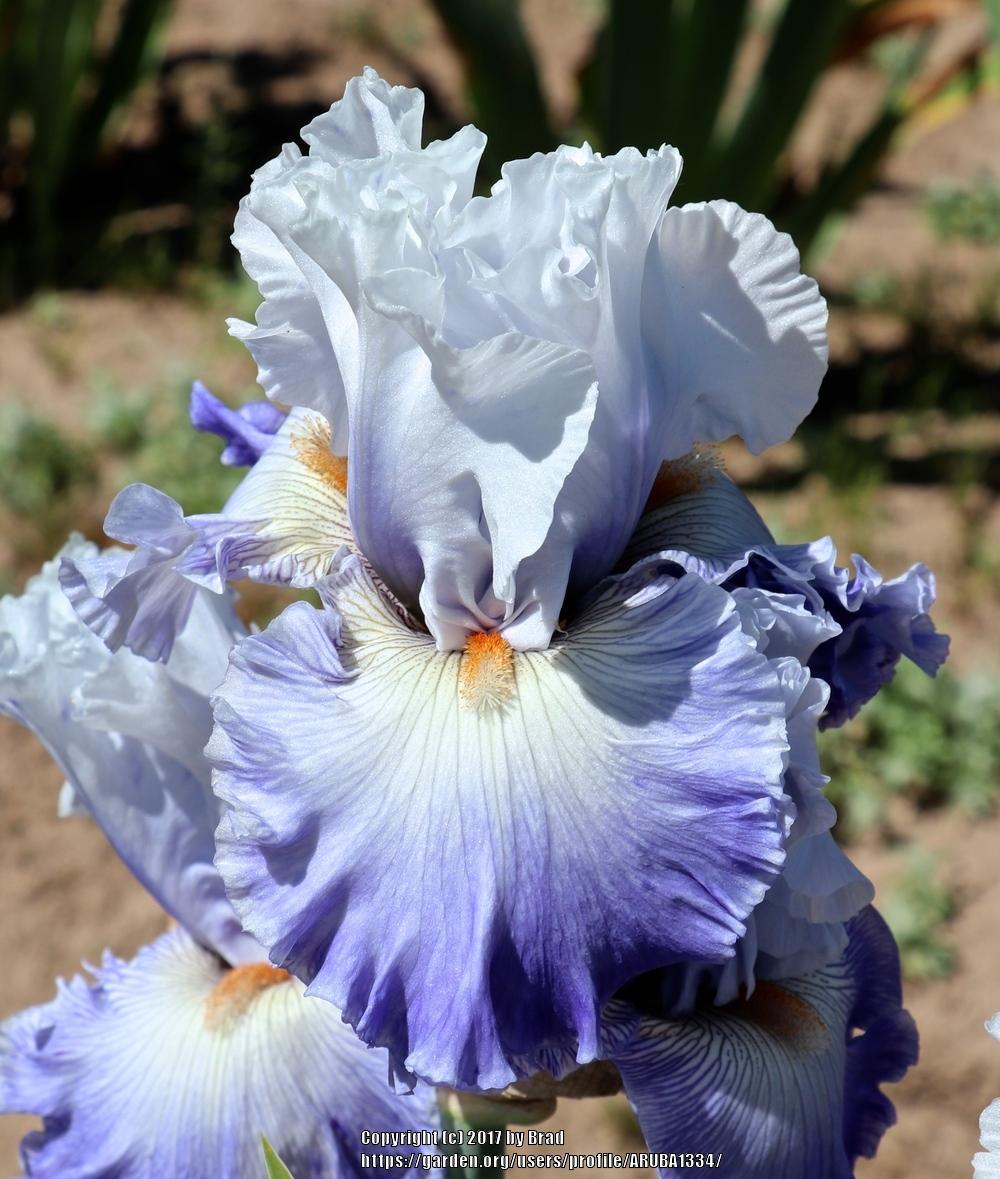 Tall Bearded Iris (Iris 'Sky Gambler') in the Irises Database - Garden.org