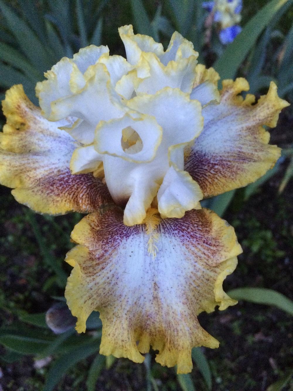 Photo of the bloom of Tall Bearded Iris (Iris 'Ring Around Rosie ...