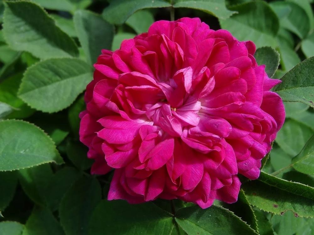 Photo of the bloom of Portland Rose (Rosa 'Rose de Rescht') posted by ...