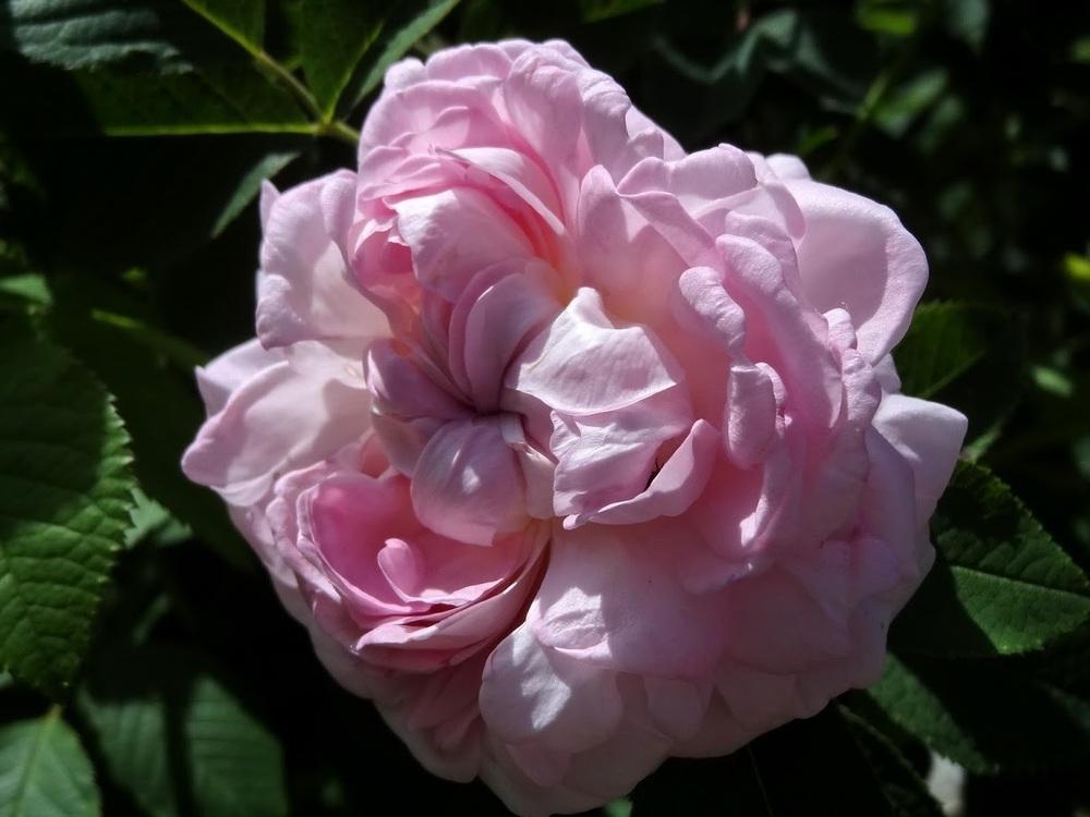 Photo of the bloom of Rose (Rosa 'Chloris') posted by Orsola - Garden.org