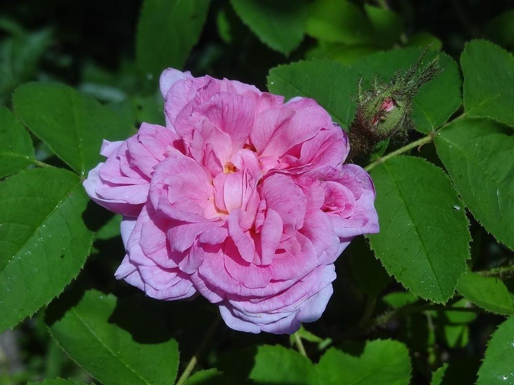Photo of the bloom of Rose (Rosa 'Salet') posted by Orsola - Garden.org