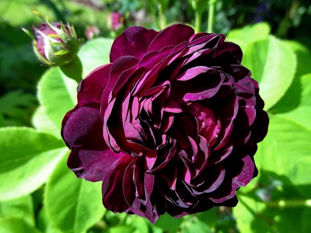 Rose (Rosa 'Alice Vena') in the Roses Database - Garden.org