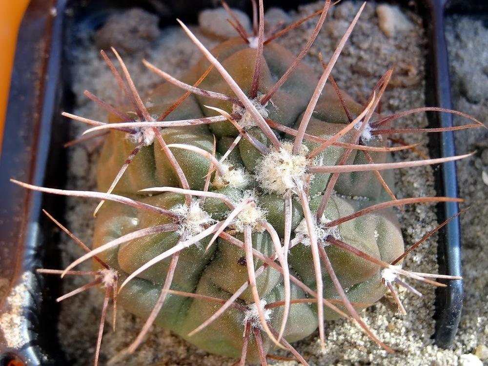 Photo of the entire plant of Capilla del Monte Chin Cactus ...