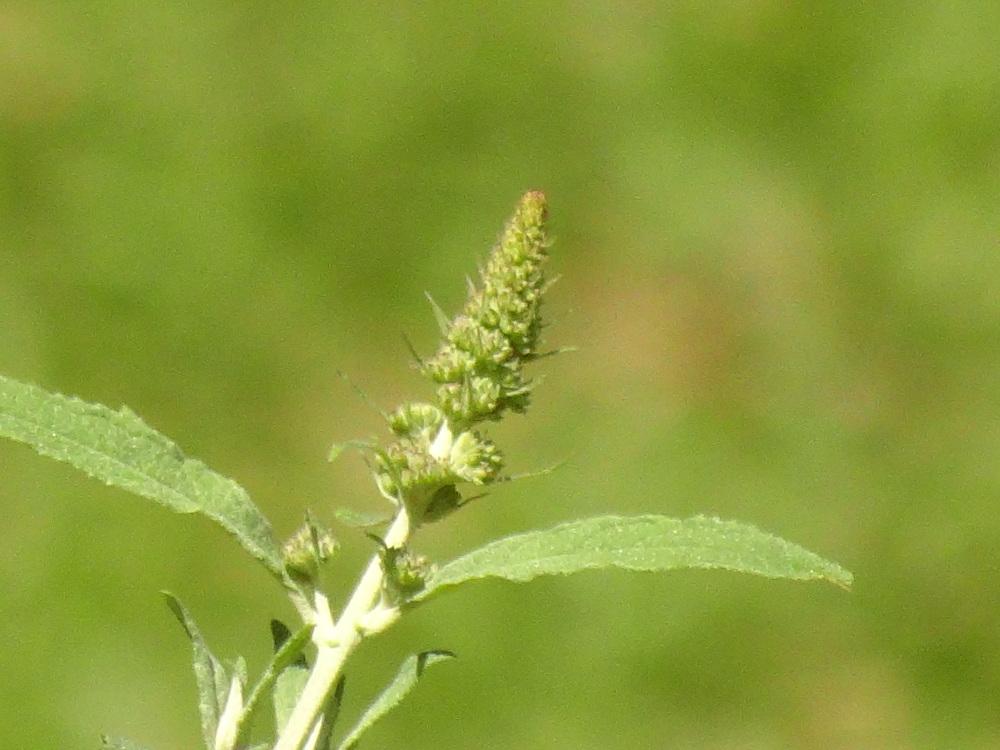 Photo of the closeup of buds, sepals and receptacles of Butterfly Bush ...