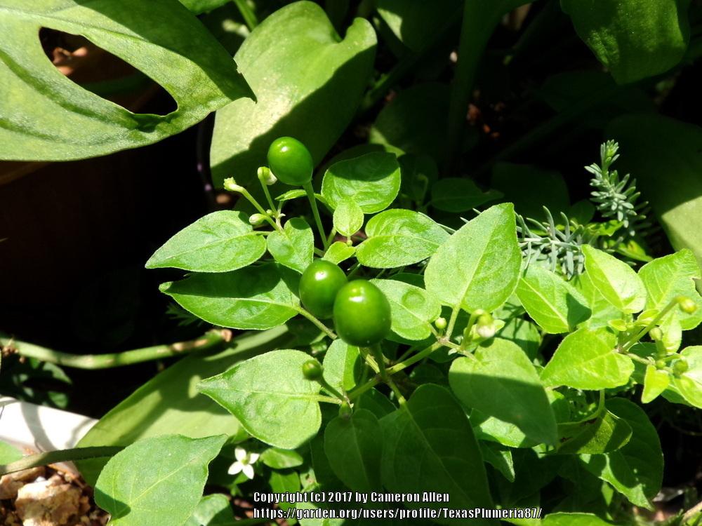 Photo of the fruit of Bird Pepper (Capsicum annuum var. glabriusculum ...